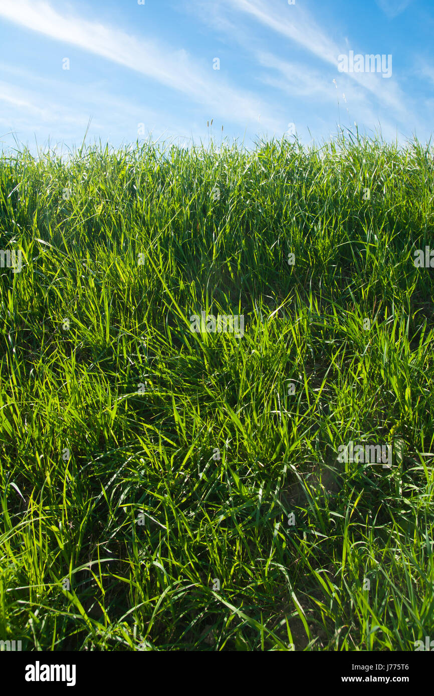 summer summerly grasses spring meadow firmament sky grass lawn green ...