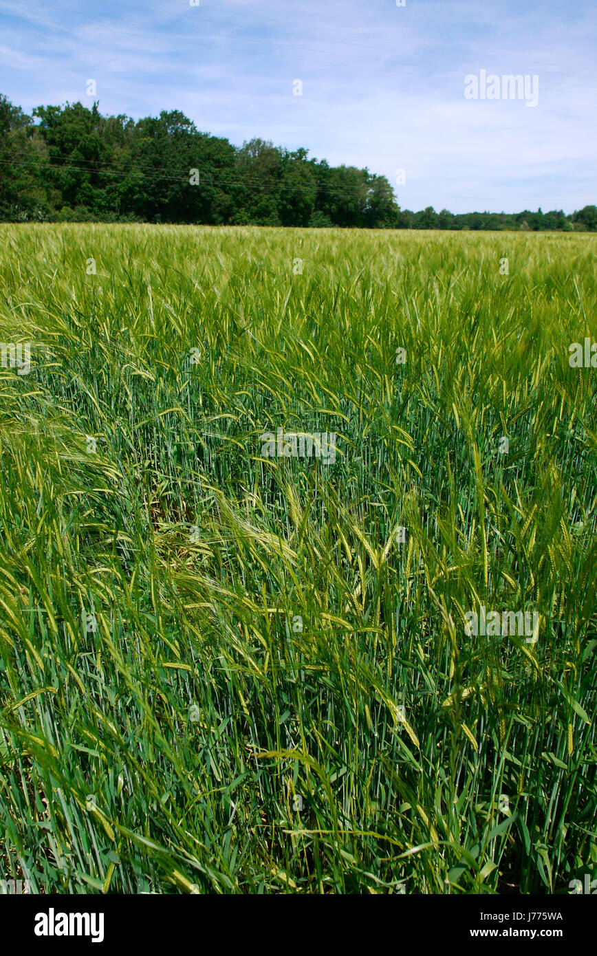 Corn field in the Dombes region (South-Eastern France Stock Photo - Alamy