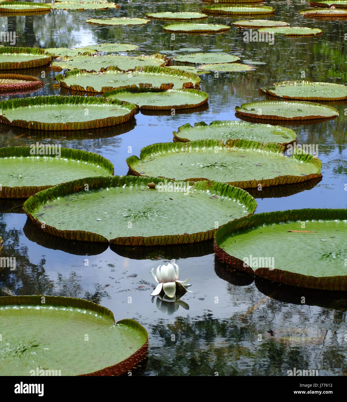 giant water lily victoria regia Stock Photo - Alamy