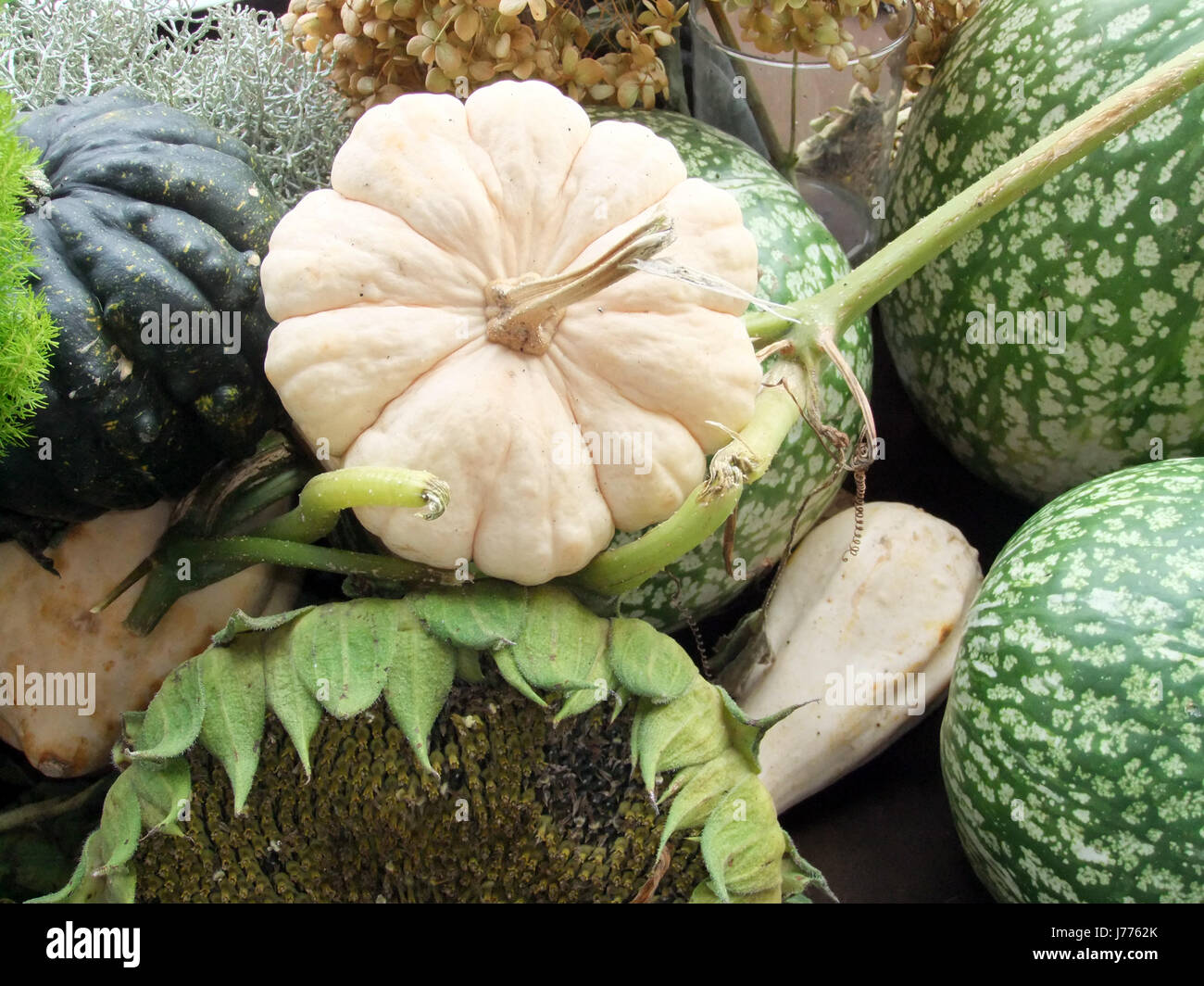 halloween field crop pumpkin breed fresh healthy food aliment eco ...