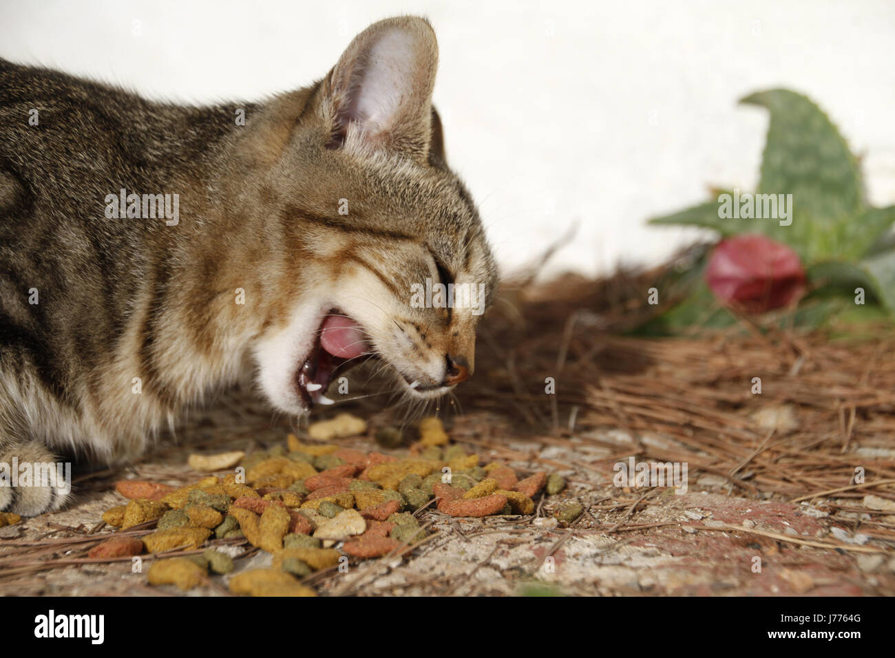 puppy to gorge engulf devour cat baby kitten animal child pussycat cat ...