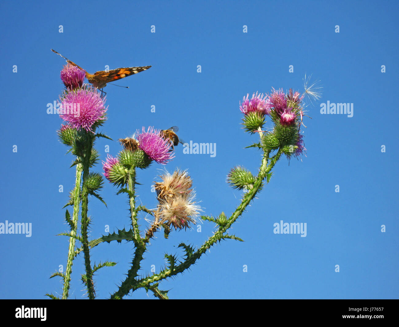 bloom blossom flourish flourishing butterfly moth thistle insect bee ...