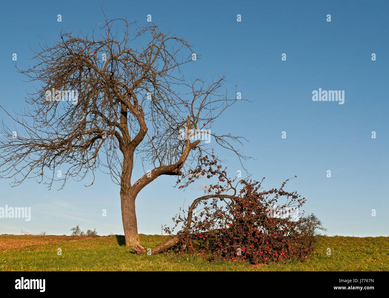 tree branch apples apple weight break split heavy hard tree branch ...