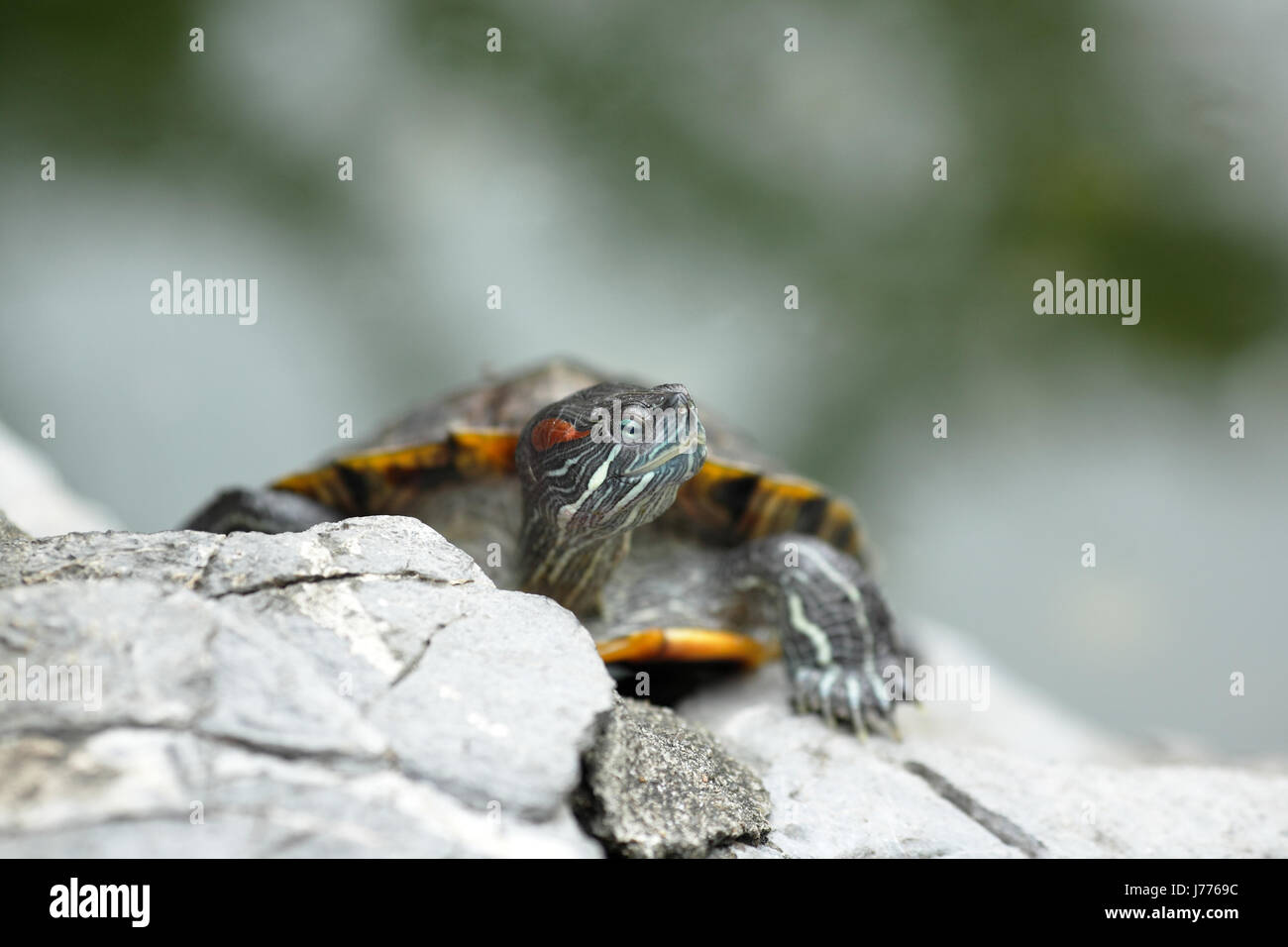 turtle tortoise profile walk go going walking model design project ...