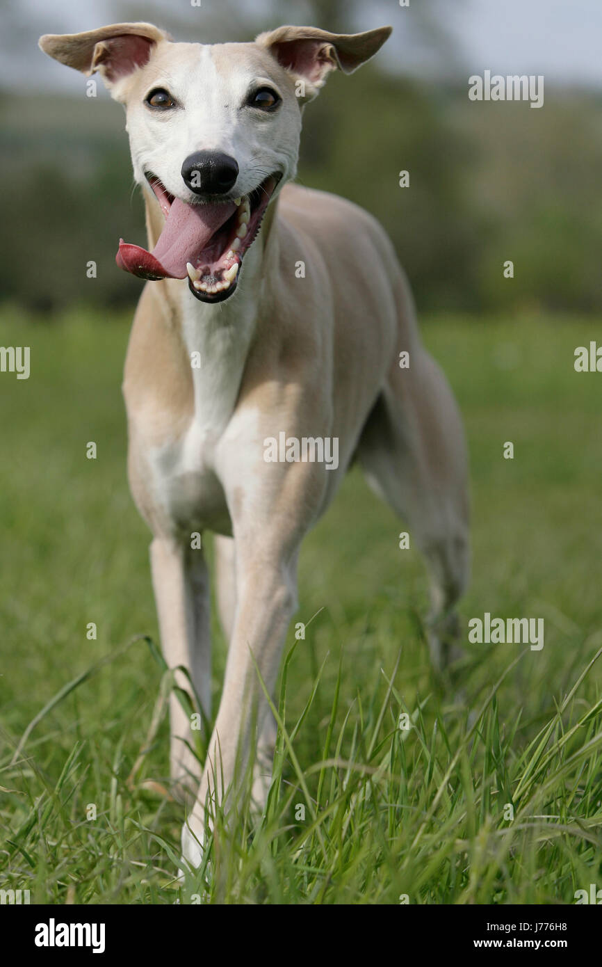 pet portrait dog greyhound pedigree dog blond laugh laughs laughing ...