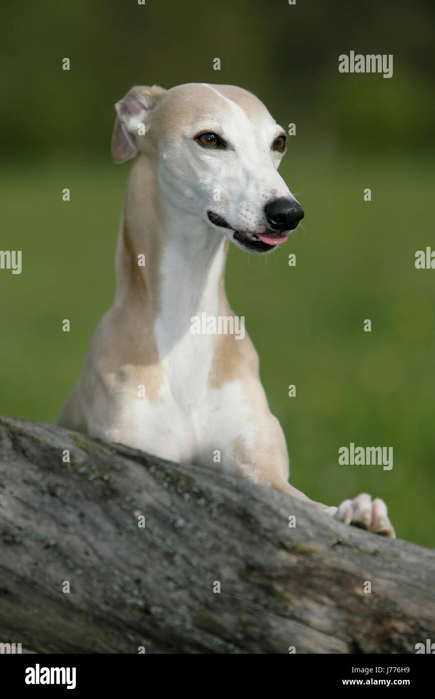 pet portrait dog greyhound pedigree dog blond laugh laughs laughing ...