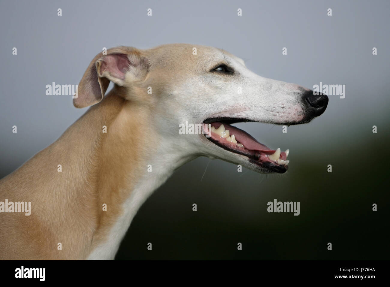 pet portrait dog greyhound pedigree dog blond laugh laughs laughing ...