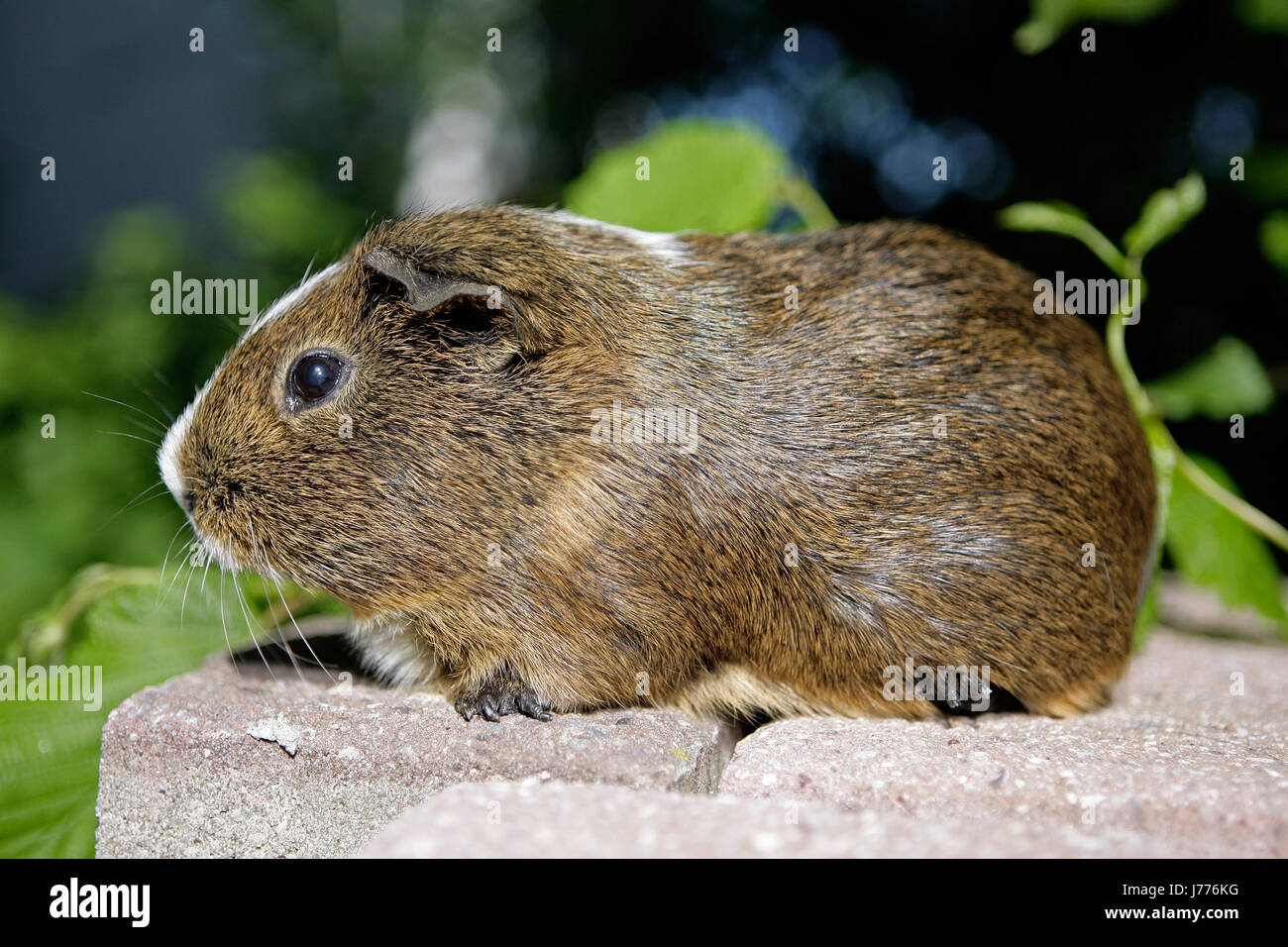 animal portrait rodent guinea-pig guinea pig macro close-up macro ...