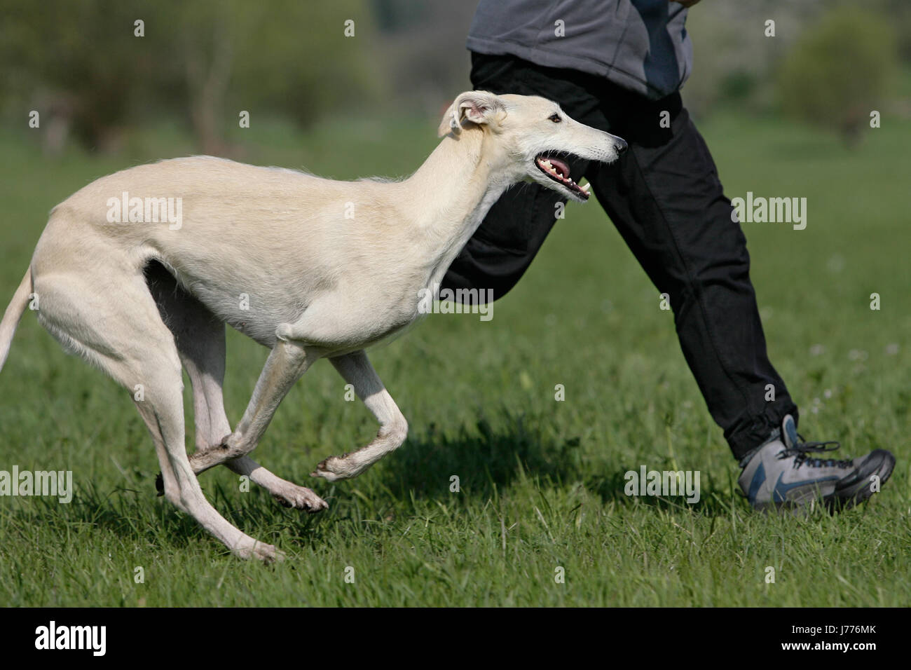 Greyhound legs hi-res stock photography and images - Alamy