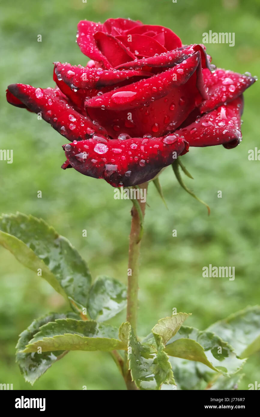 flower plant rose leaf flower plant rose romantic leaves romanticism ...