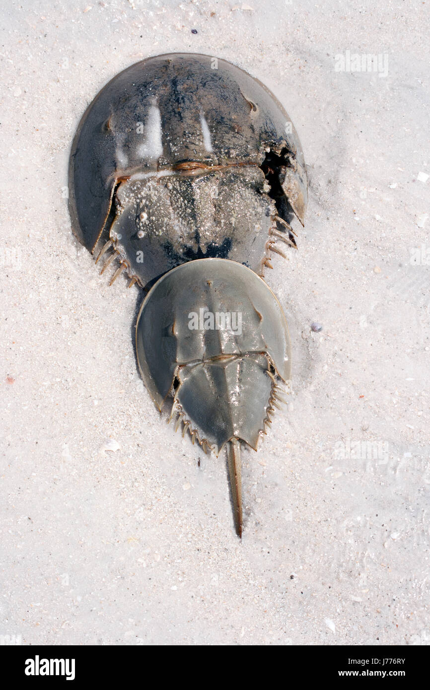 Merostomata crab limulus polyphemus hi-res stock photography and images ...