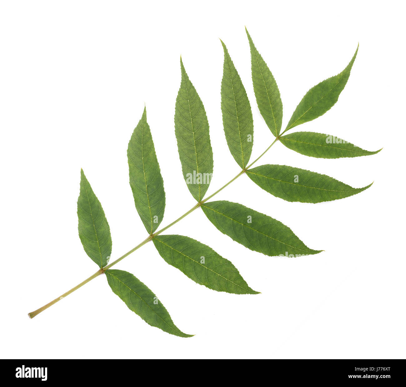 Fresh Ash branch isolated on white background Stock Photo - Alamy