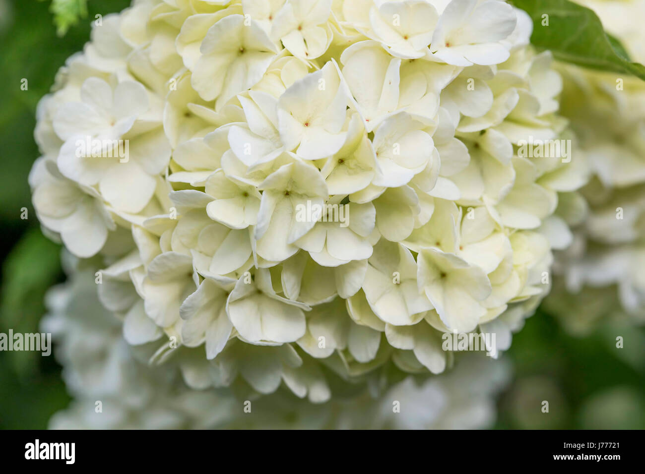 White flowers, "snowball" flowers, Viburnum opulus ornamental bush ...