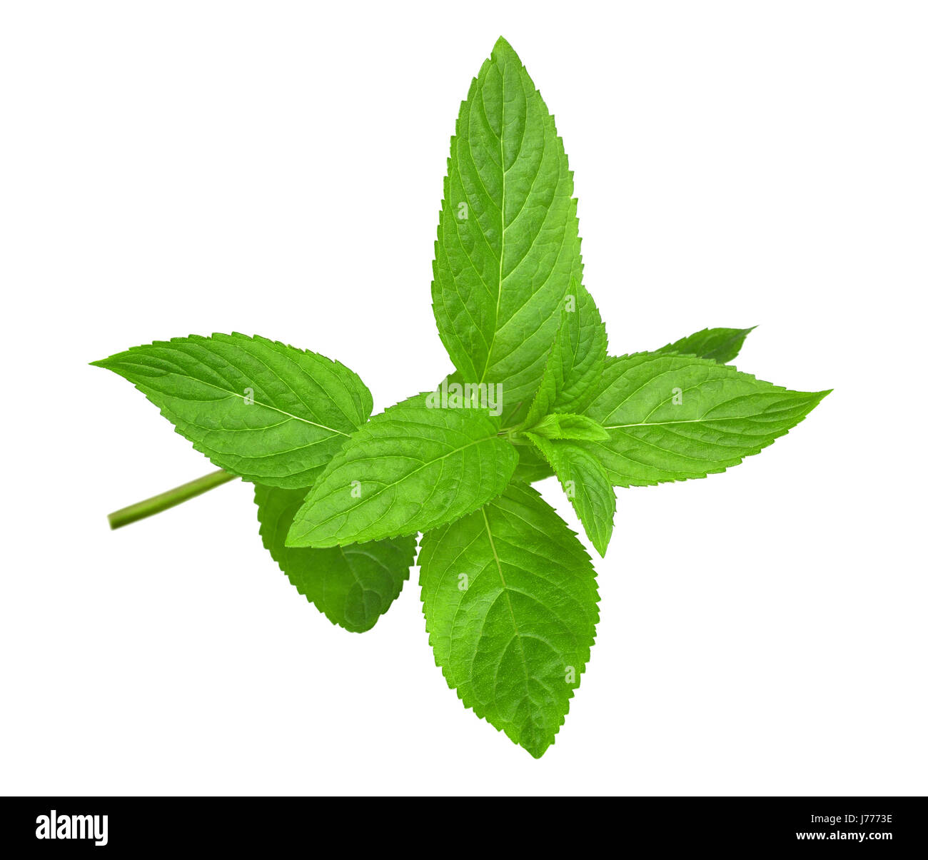 Spearmint mentha hi-res stock photography and images - Alamy