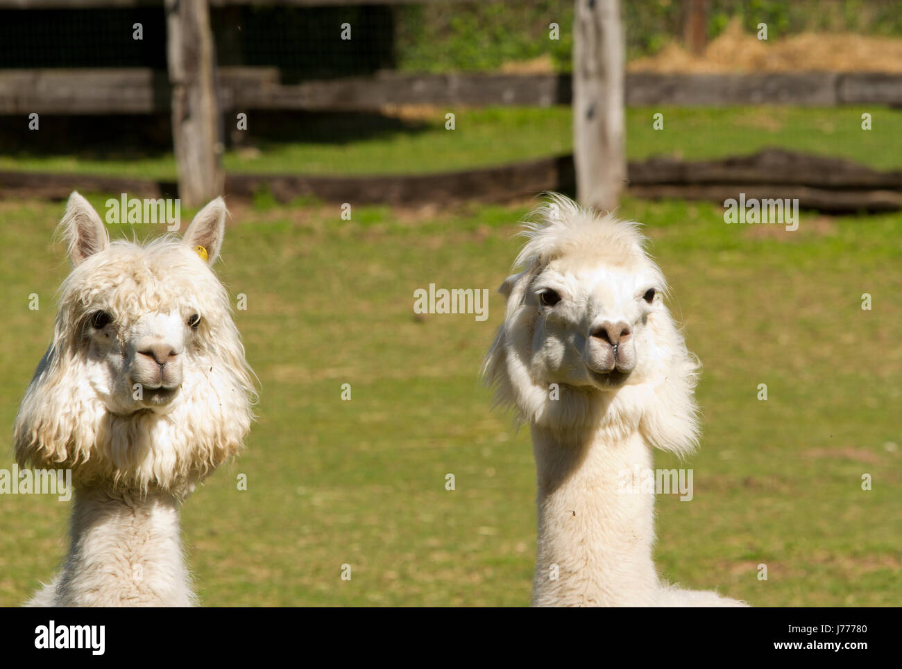 A pair of white Al Paca on farm in Clivio in Italy Stock Photo - Alamy