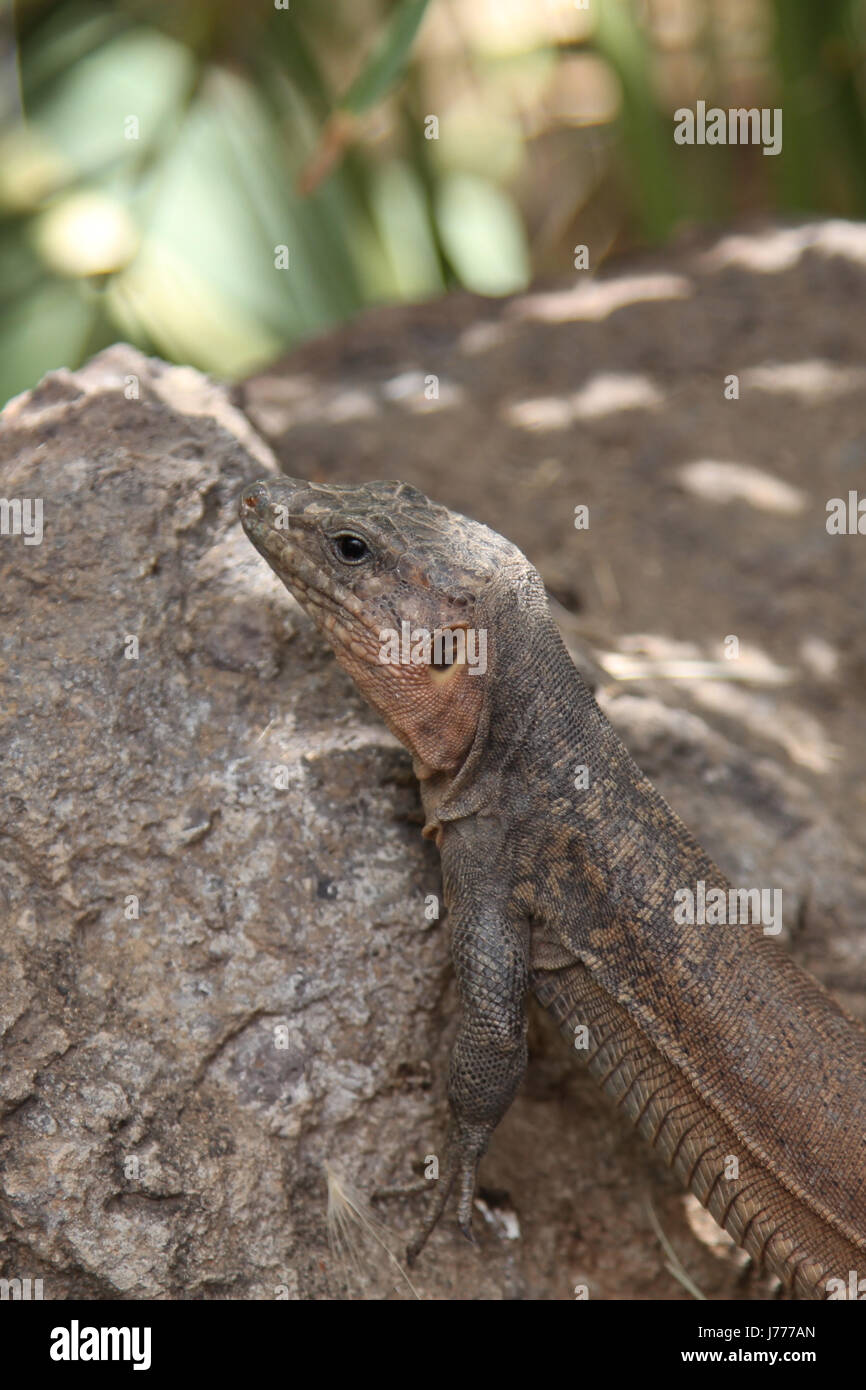 animal lizard saurian iguana tail nature head animal green lizard ...