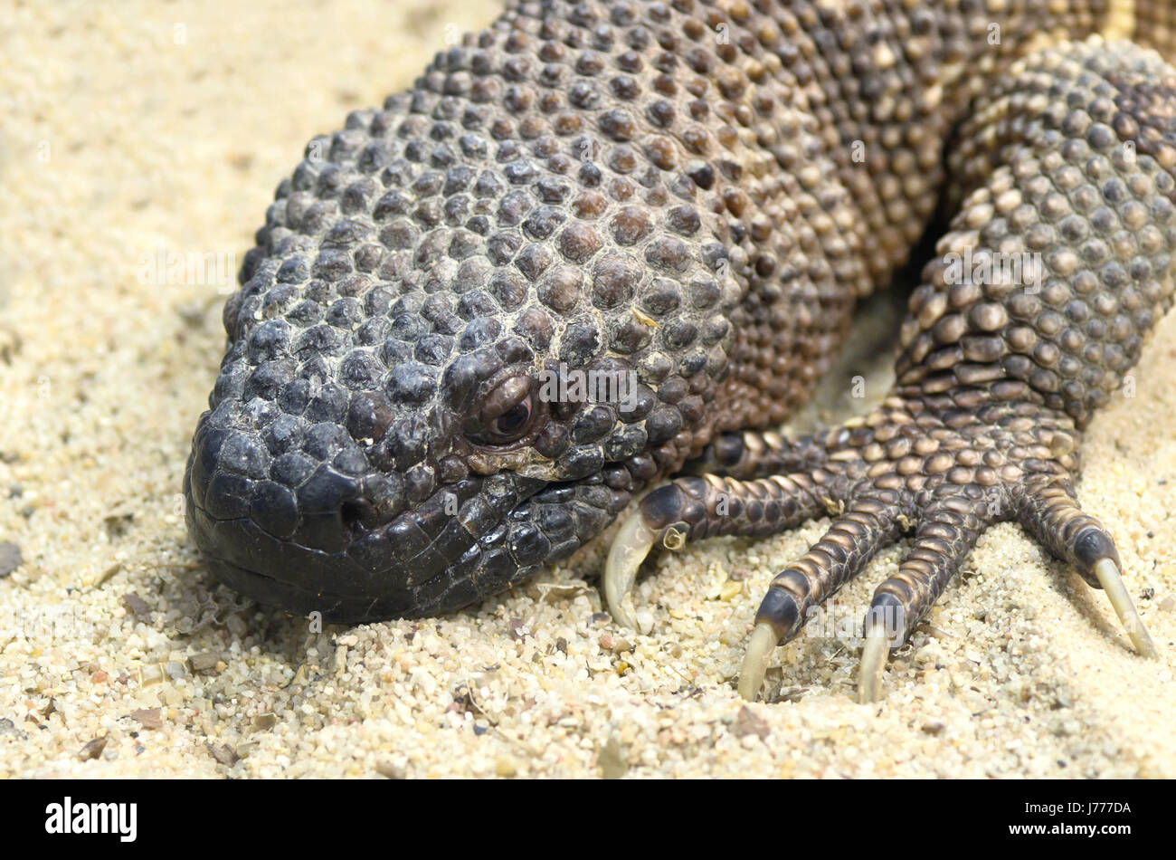 reptile saurian terrarium toxic poisonous animal reptile saurian ...