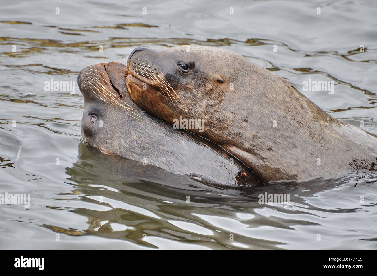 south america sea animals game tournament play playing plays played ...