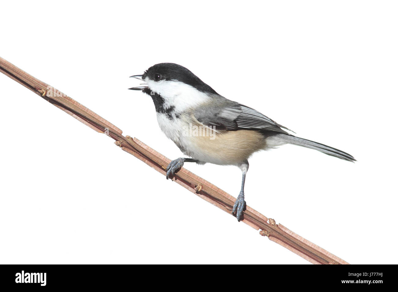 isolated bird wild wildlife white nature isolated animal bird fauna ...