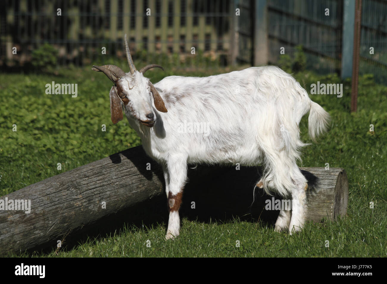 goat anomalous unusual stock farming animal mammal agriculture farming ...