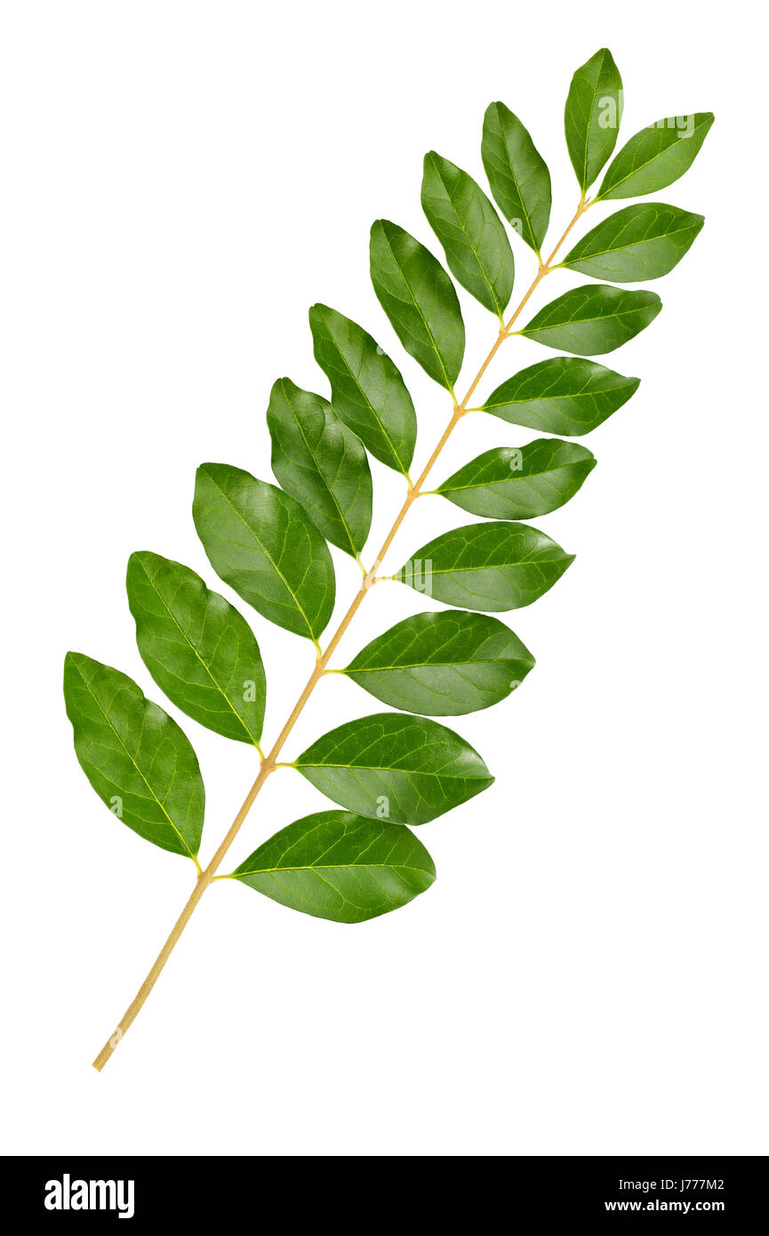 Branch leaves foliage Cut Out Stock Images & Pictures - Alamy