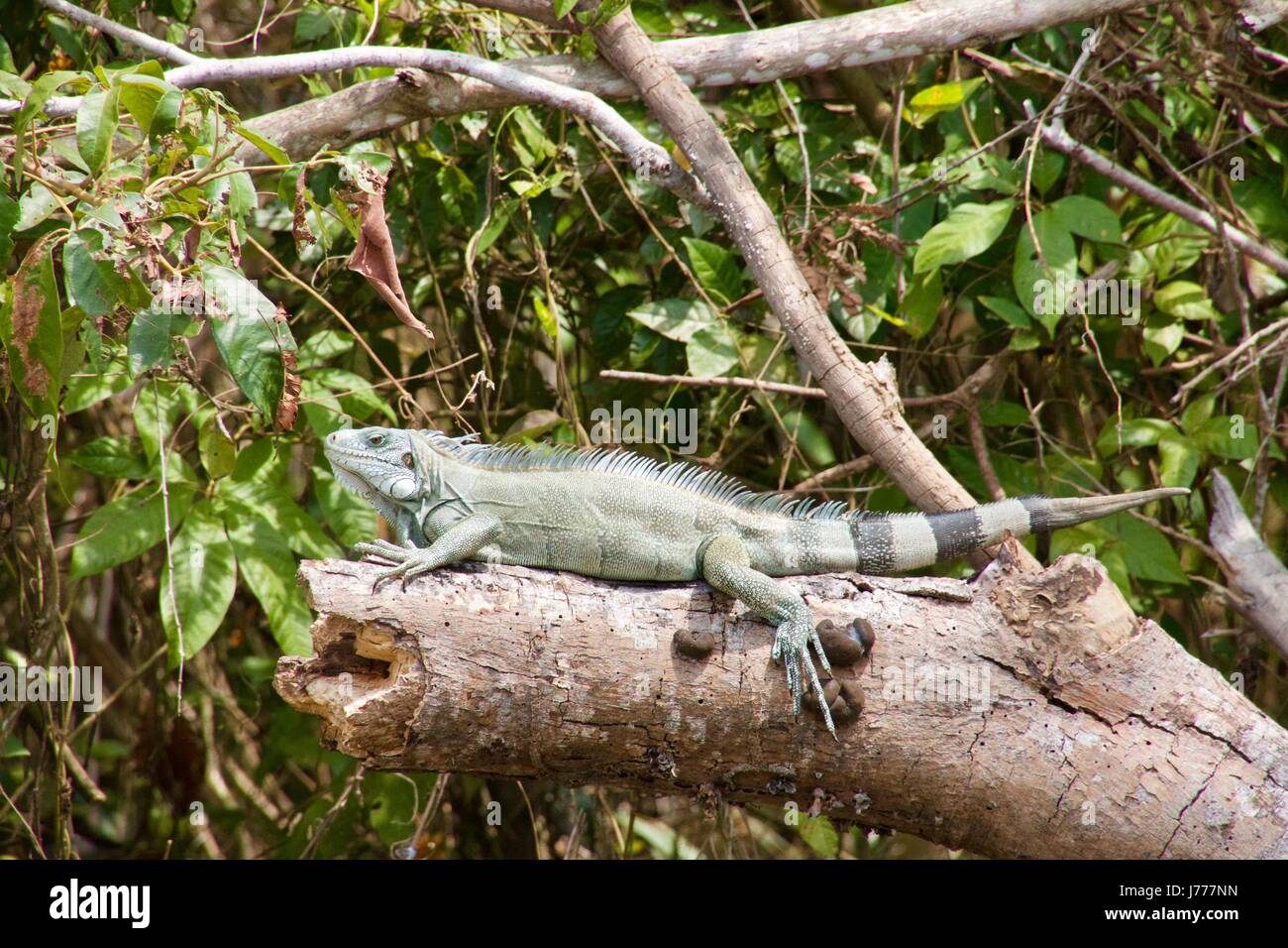 lizard on a tree trunk on amazon near Santarem Stock Photo - Alamy