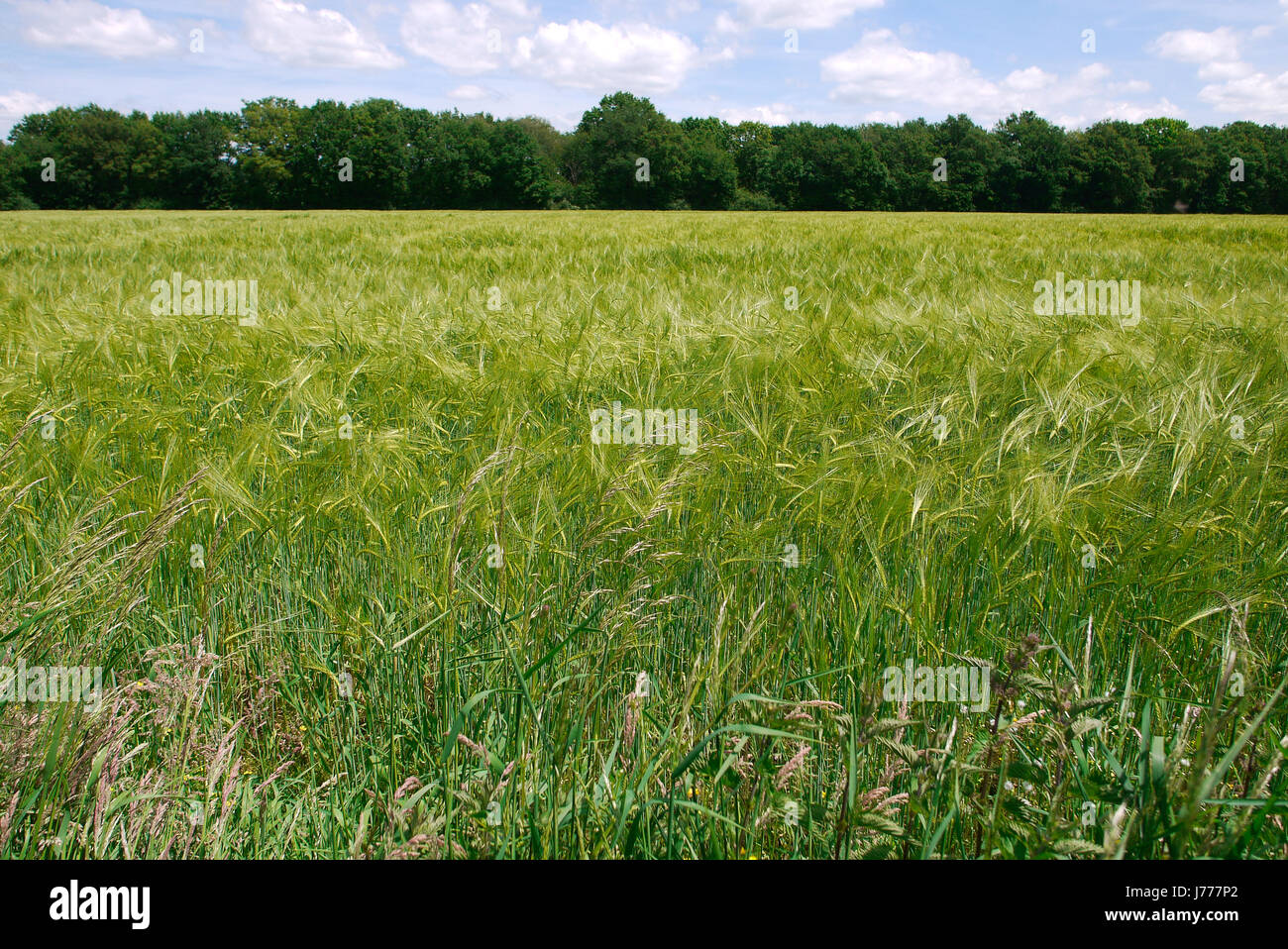 Dombes region hi-res stock photography and images - Alamy