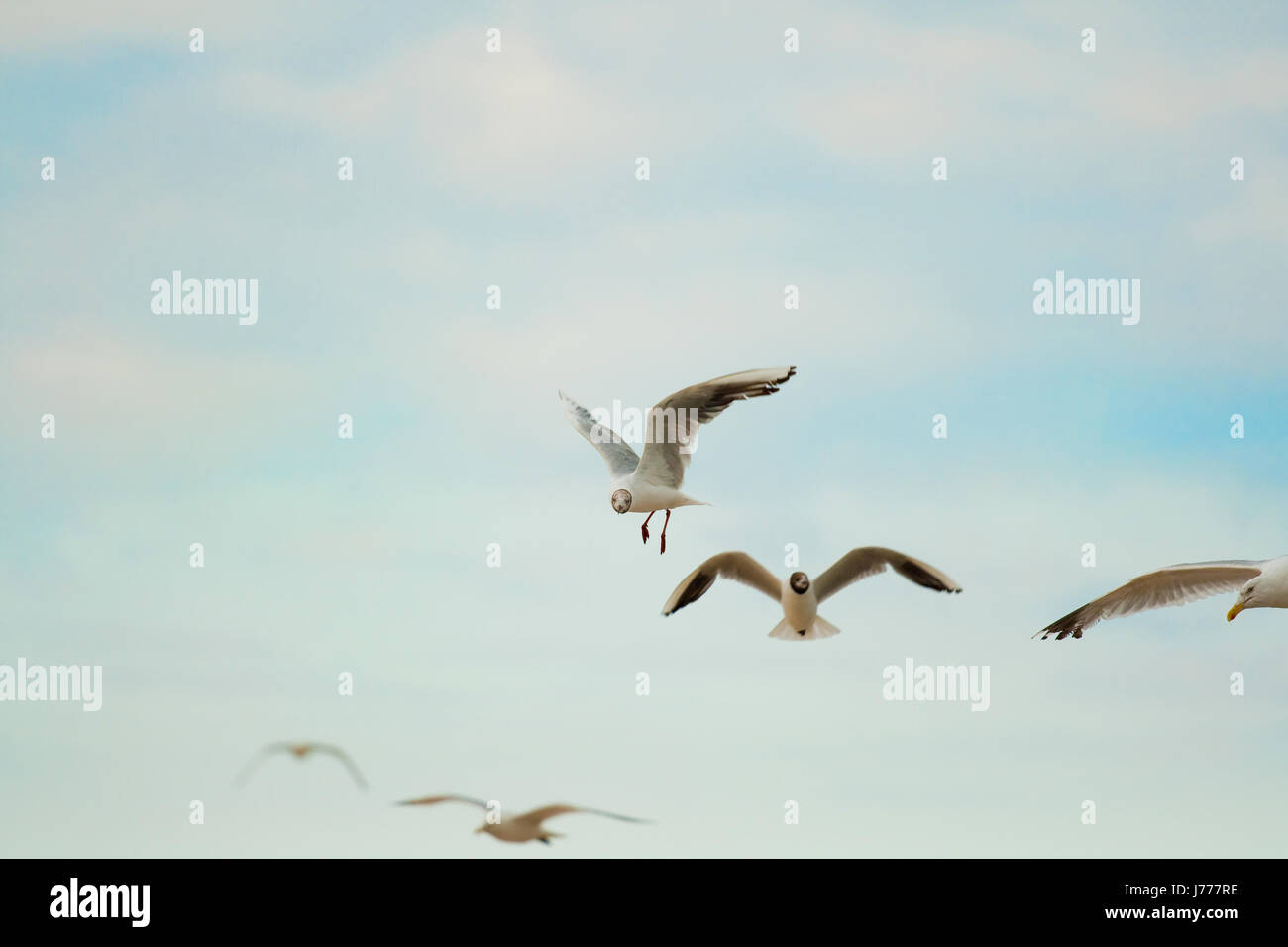 gulls in flight Stock Photo - Alamy