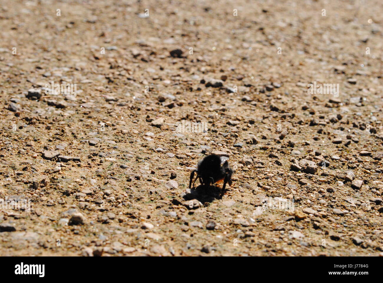 Bee zoomed in hi-res stock photography and images - Alamy