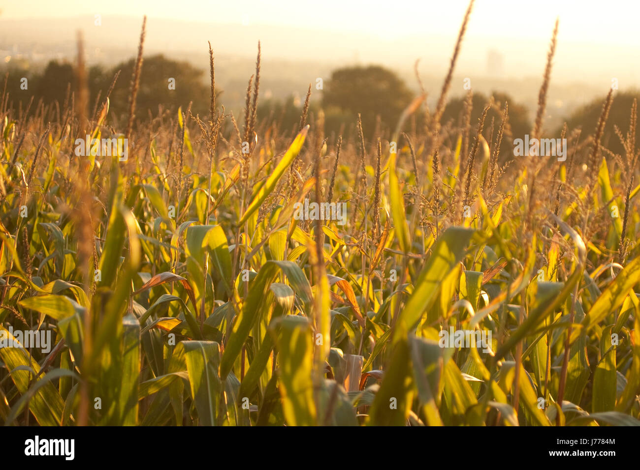 cornfield in the sunshine Stock Photo - Alamy