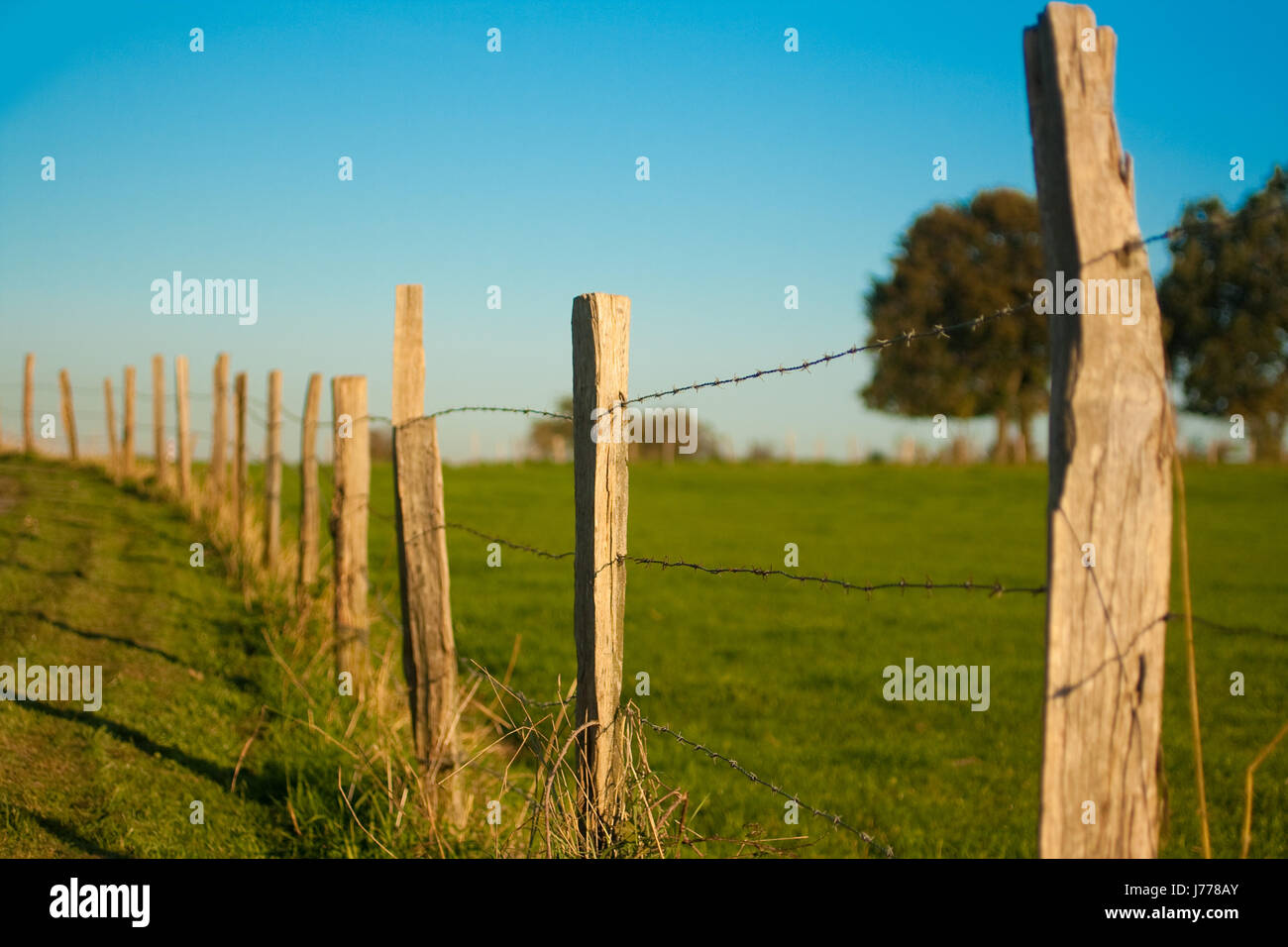 blue tree trees green fence captivity disconnection divide sharing ...