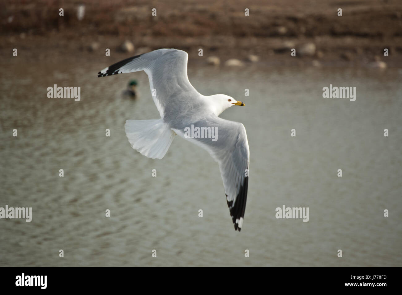 flight fresh water pond water fly flies flys flying nature seagull gull ...