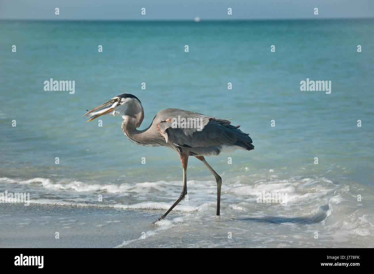 fish beach seaside the beach seashore wildlife heron salt water sea ...