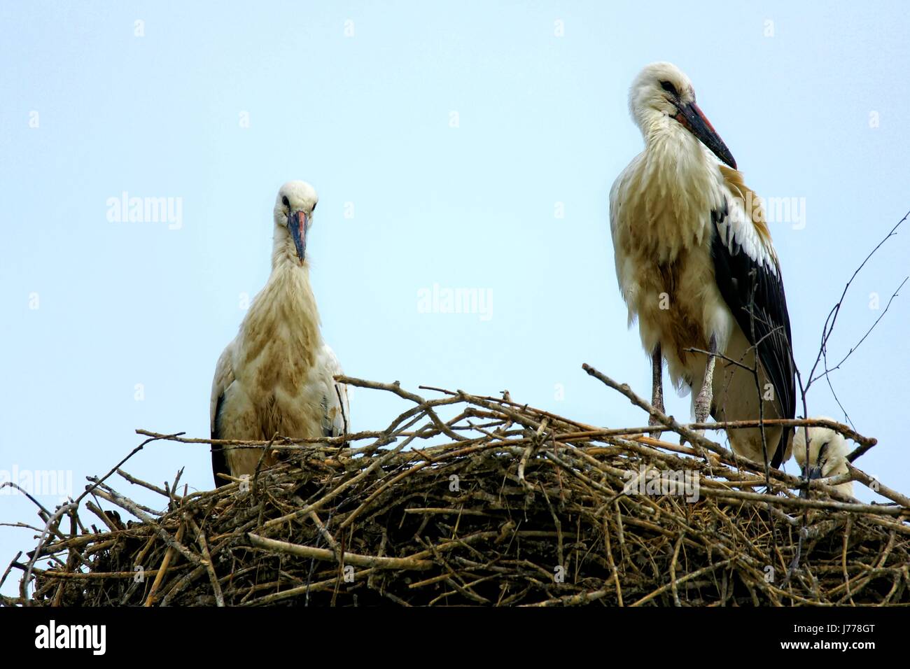 brandenburg stork nest young animal bird birds brandenburg foot feet ...