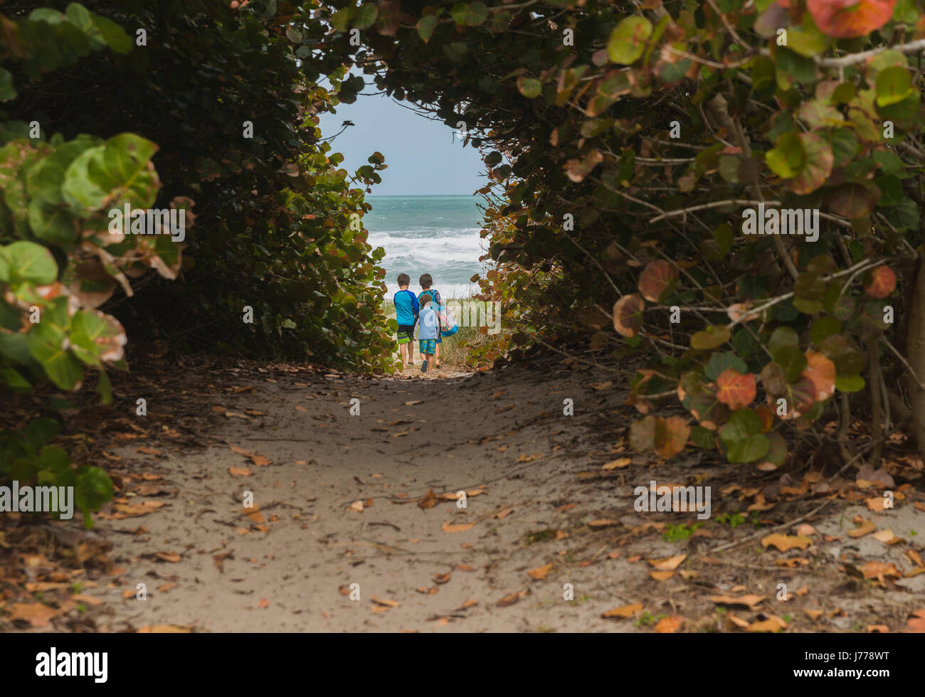 Rear view of brothers walking towards beach seen through plants Stock ...