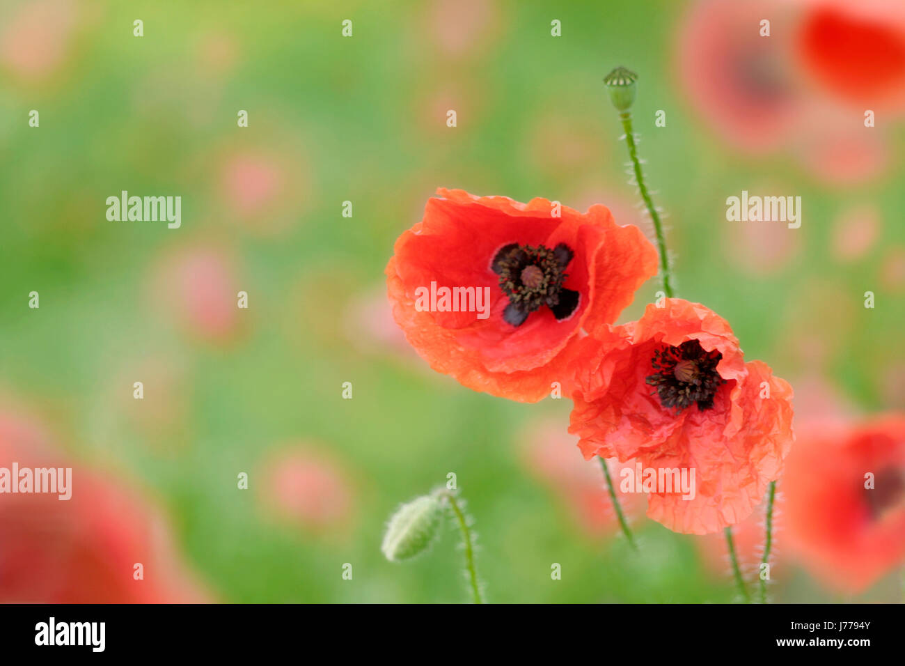 environment enviroment bloom blossom flourish flourishing summer ...