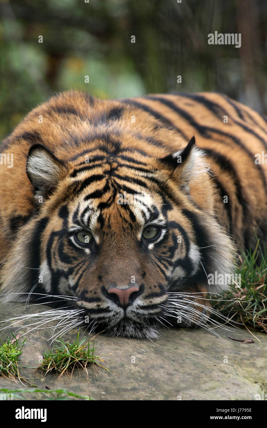 big cat feline predator threatens periled flexible pussycat cat ...