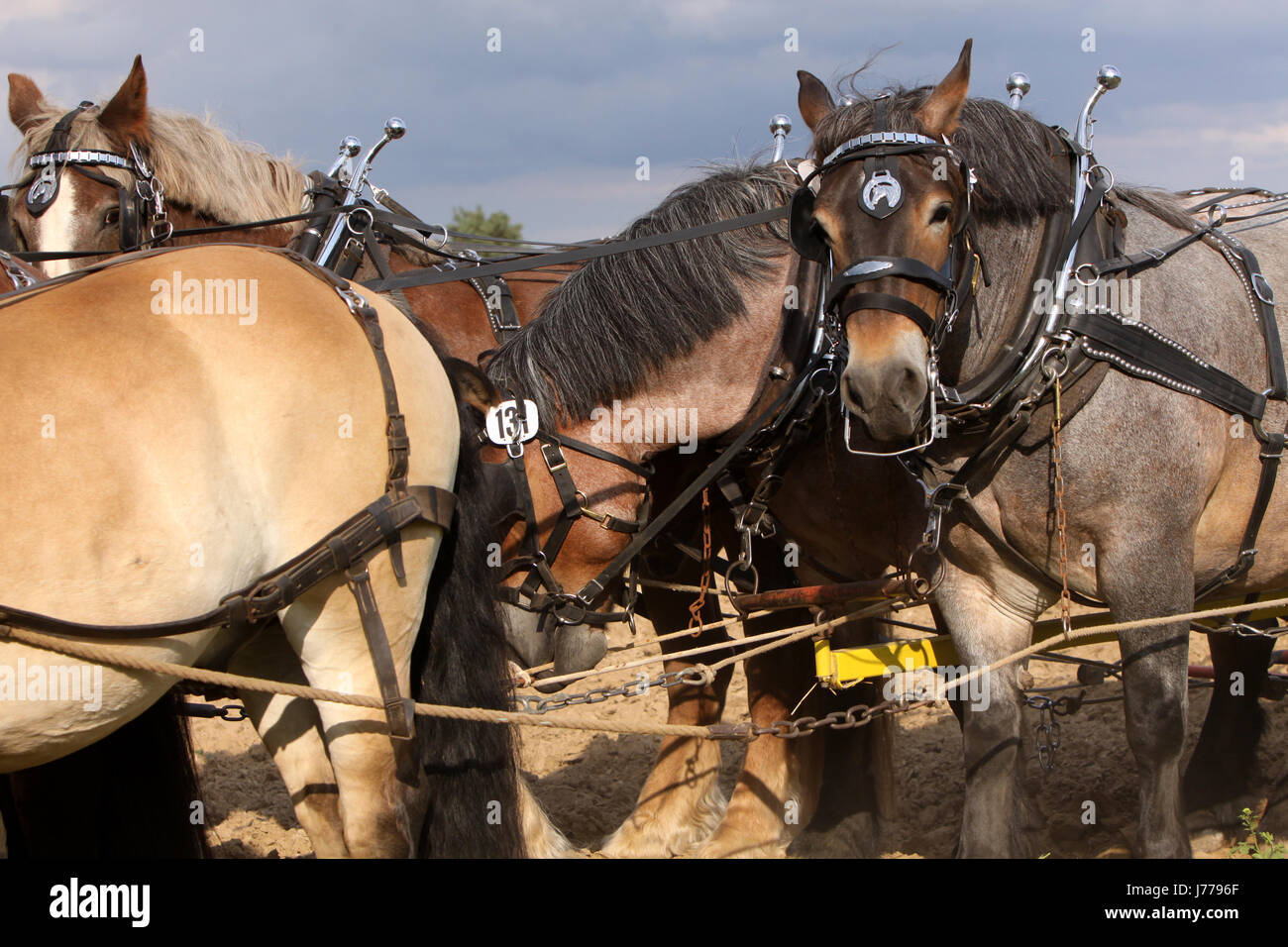 harness coach cold blooded animal horse animal strong agriculture ...