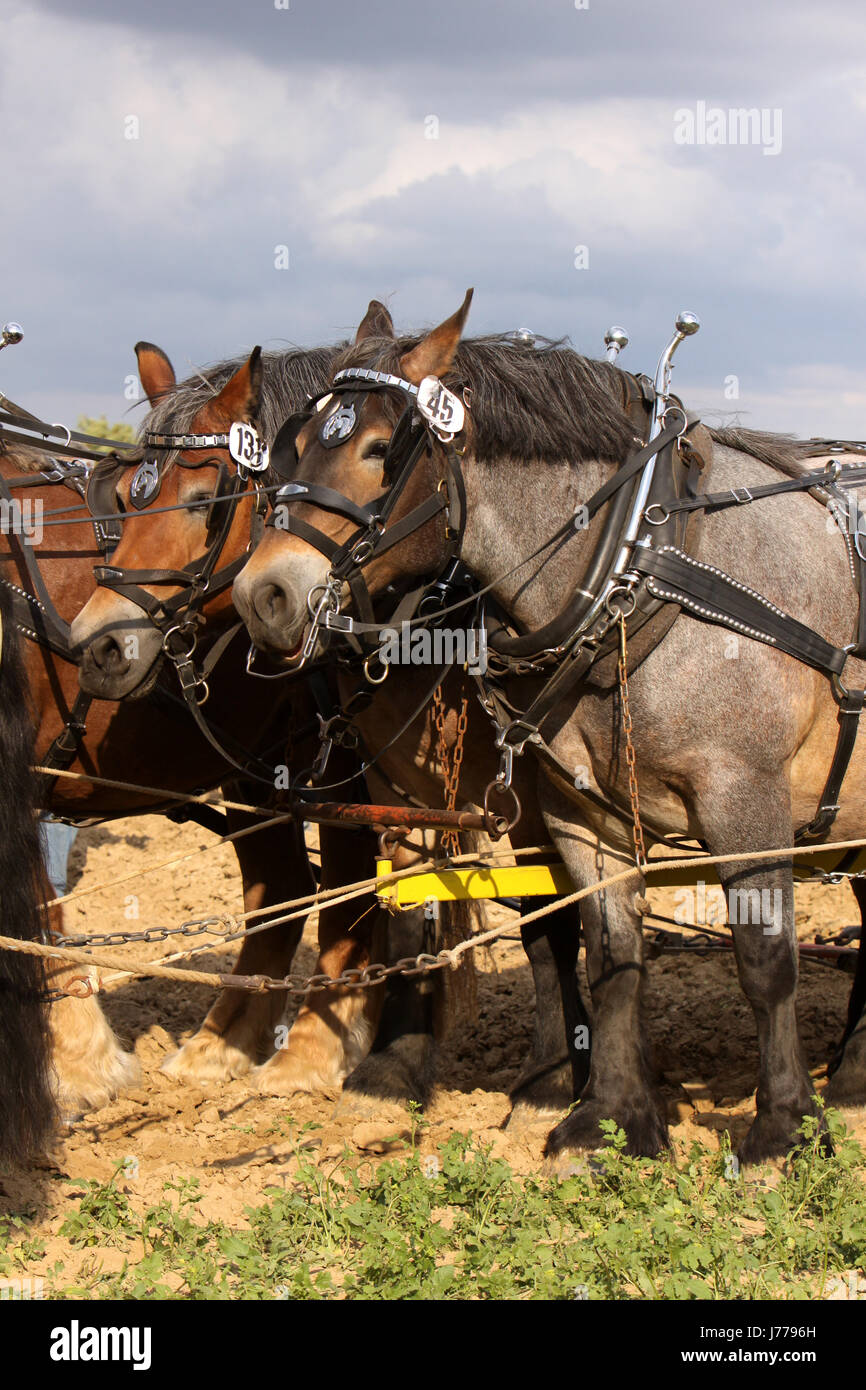 harness coach cold blooded animal horse animal strong agriculture ...