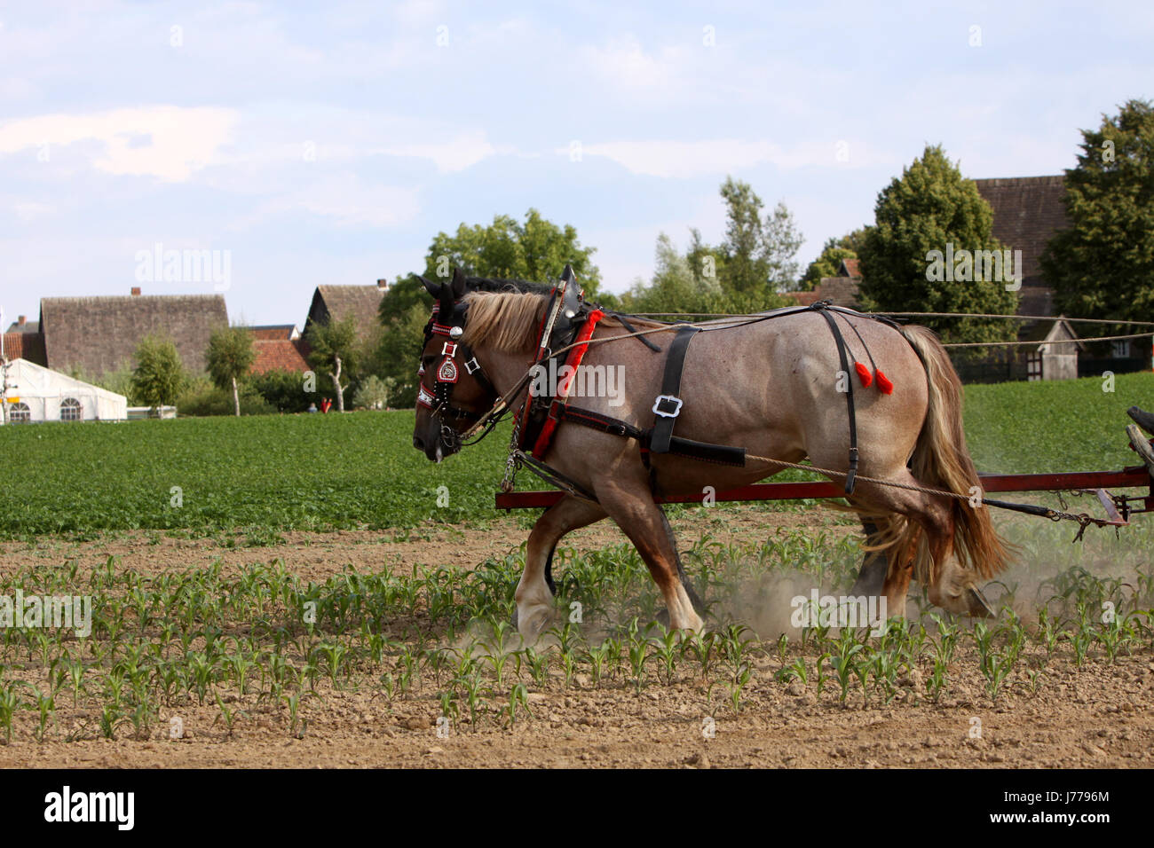 harness coach cold blooded animal horse animal strong agriculture ...