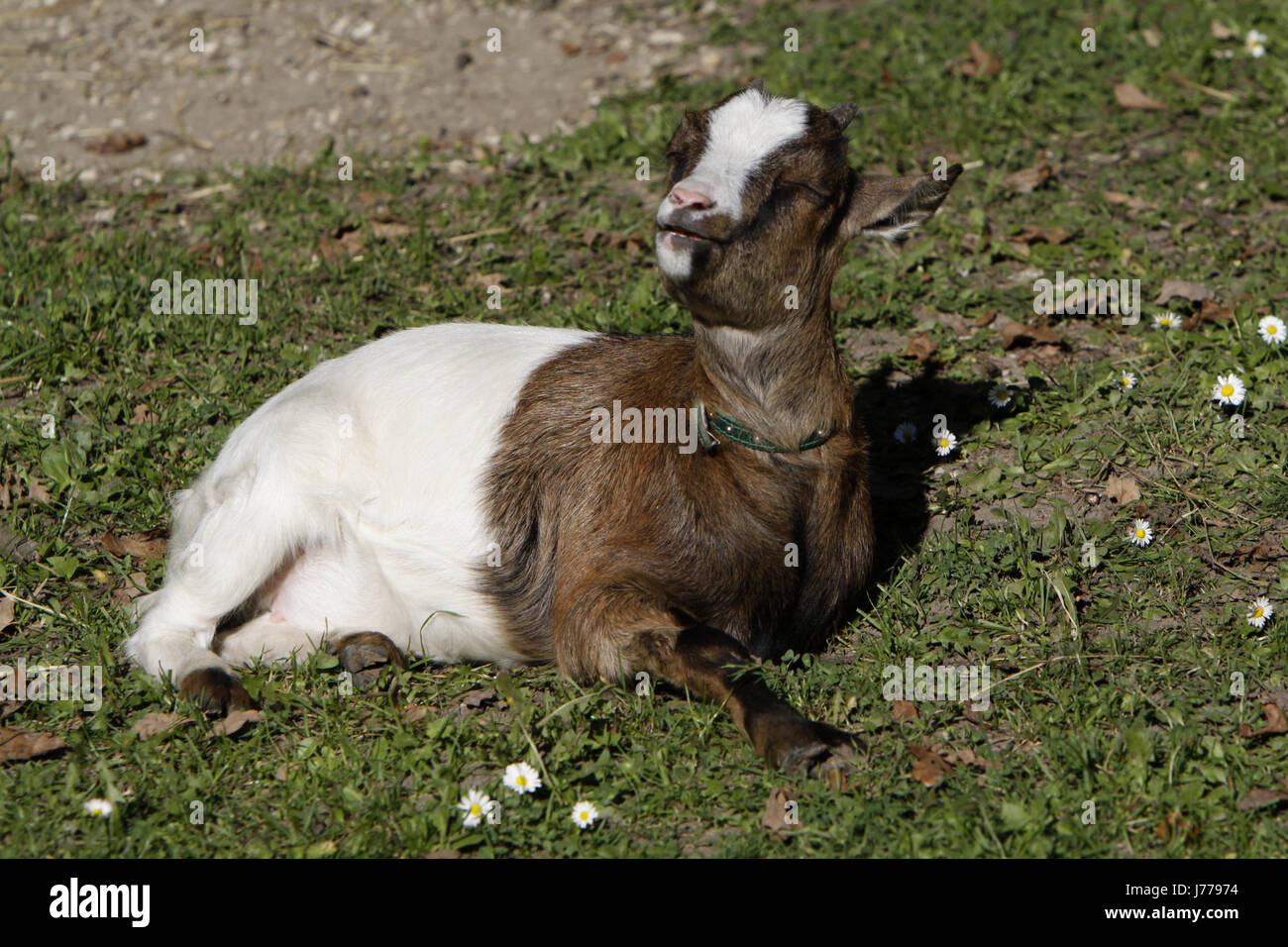 Kamerun goat hi-res stock photography and images - Alamy