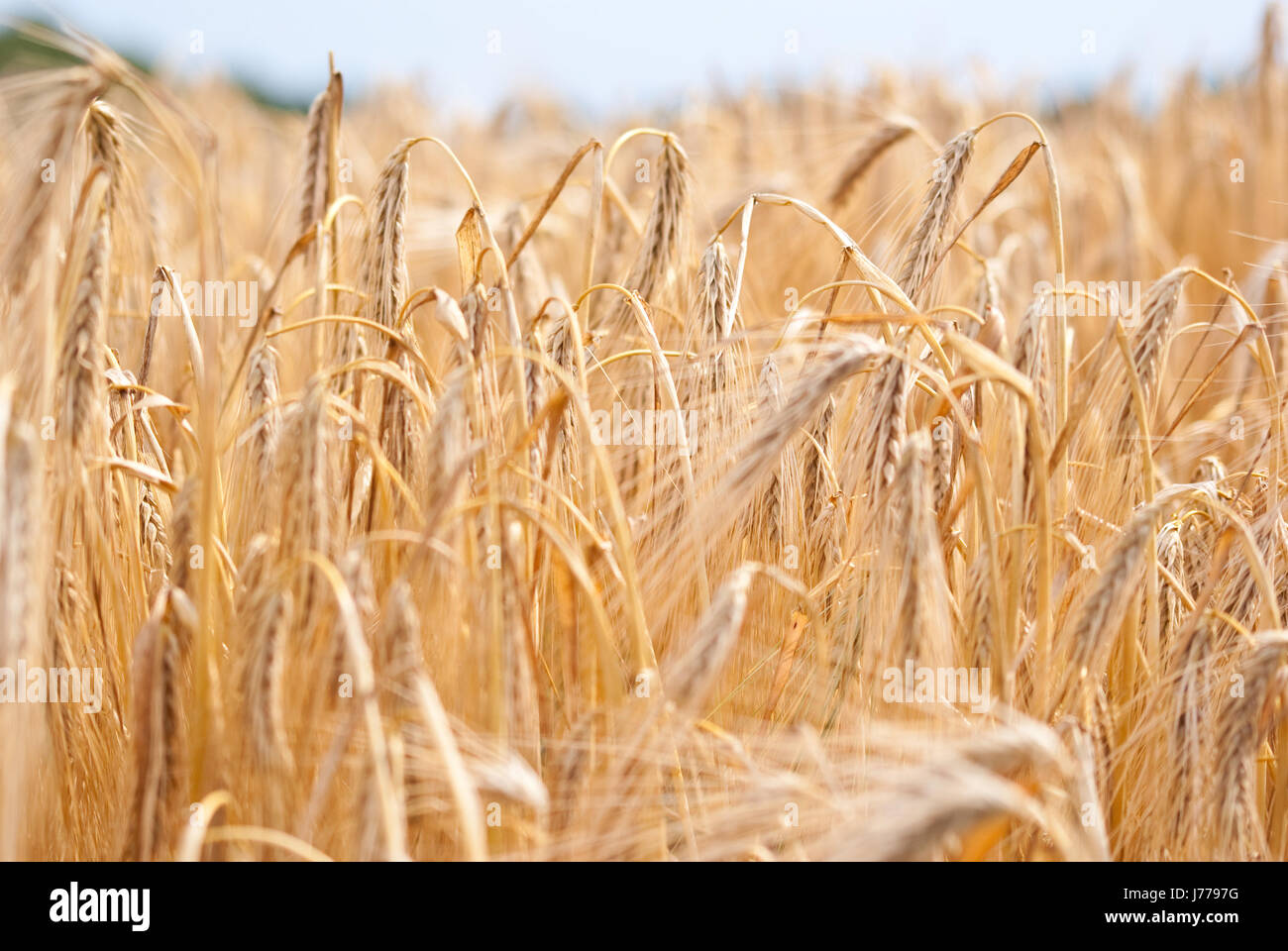 agriculture farming field ripe barley barley field harvest hoarfrost ...