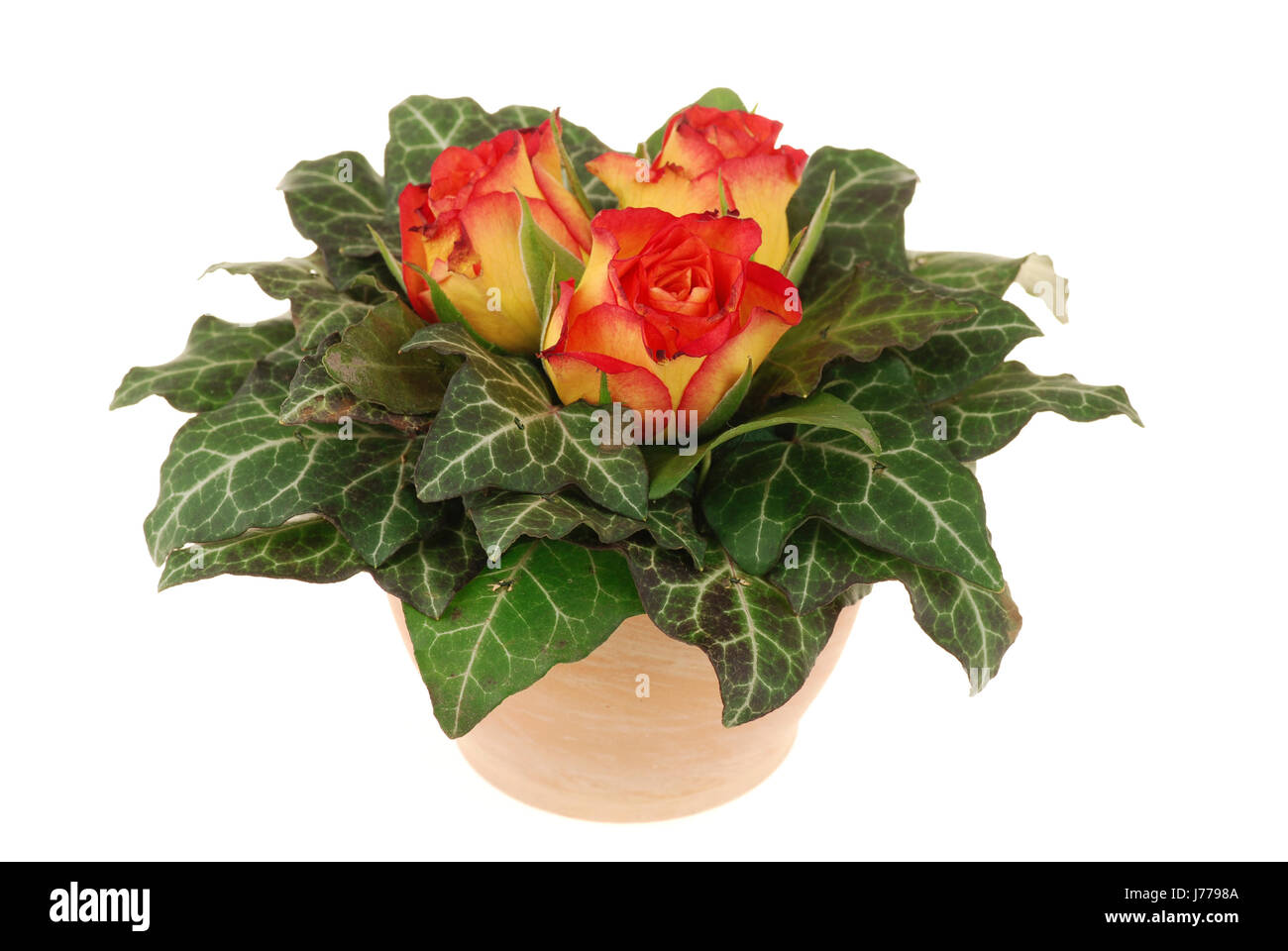 Roses and ivy hi-res stock photography and images - Alamy