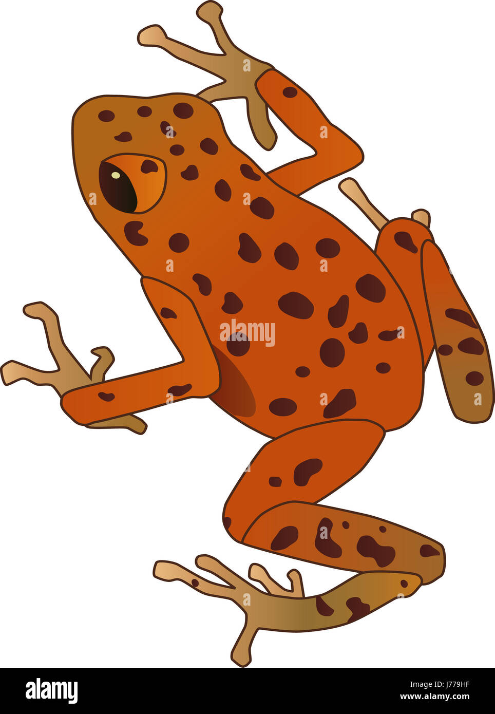 animal amphibian wild illustration frog object detail isolated model ...