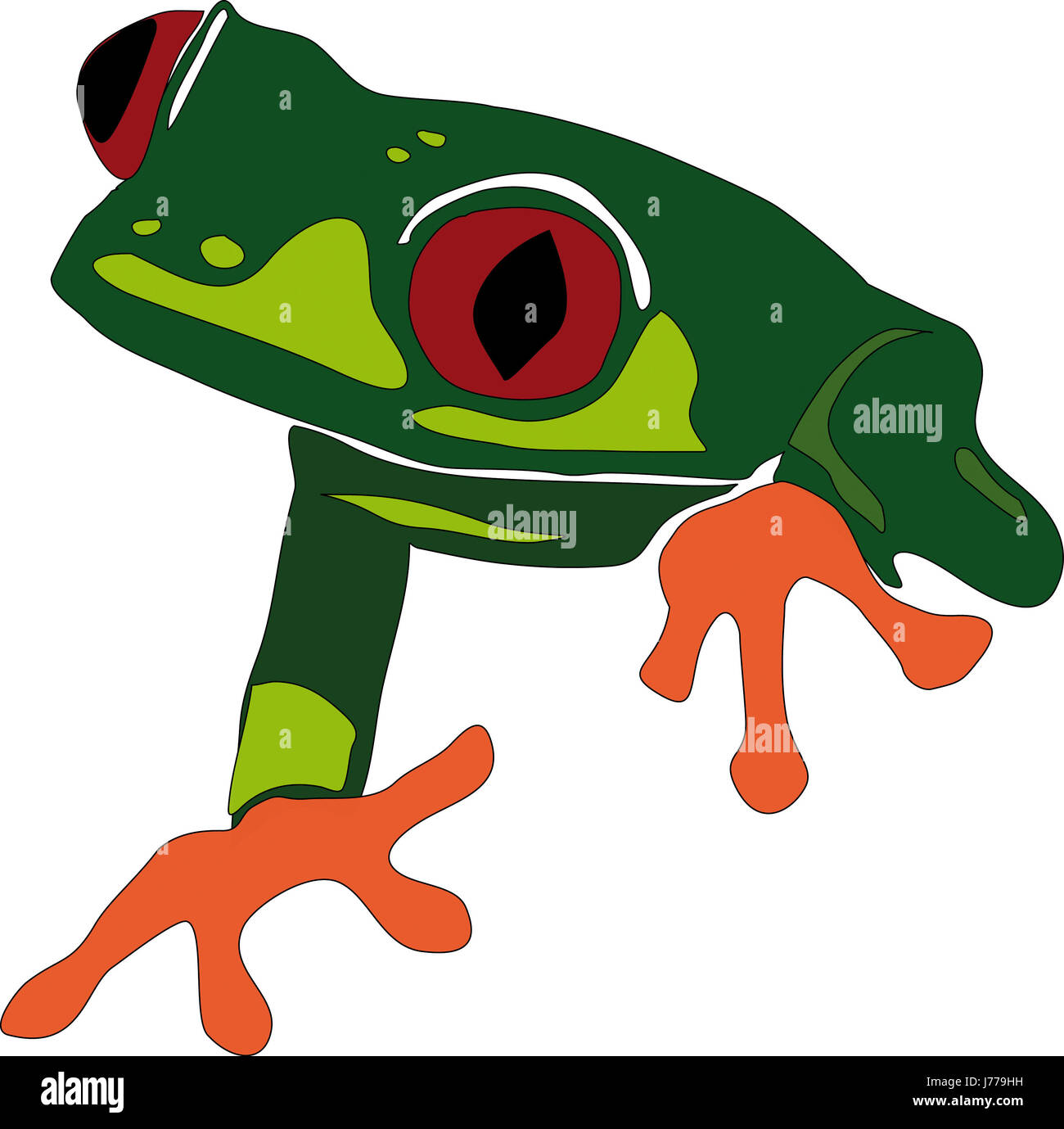 animal amphibian wild illustration frog object detail isolated model ...