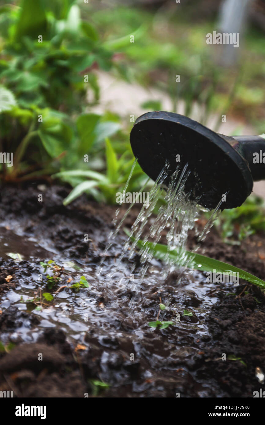 Water the soil from the watering can. Close-up, concept gardening, yard ...
