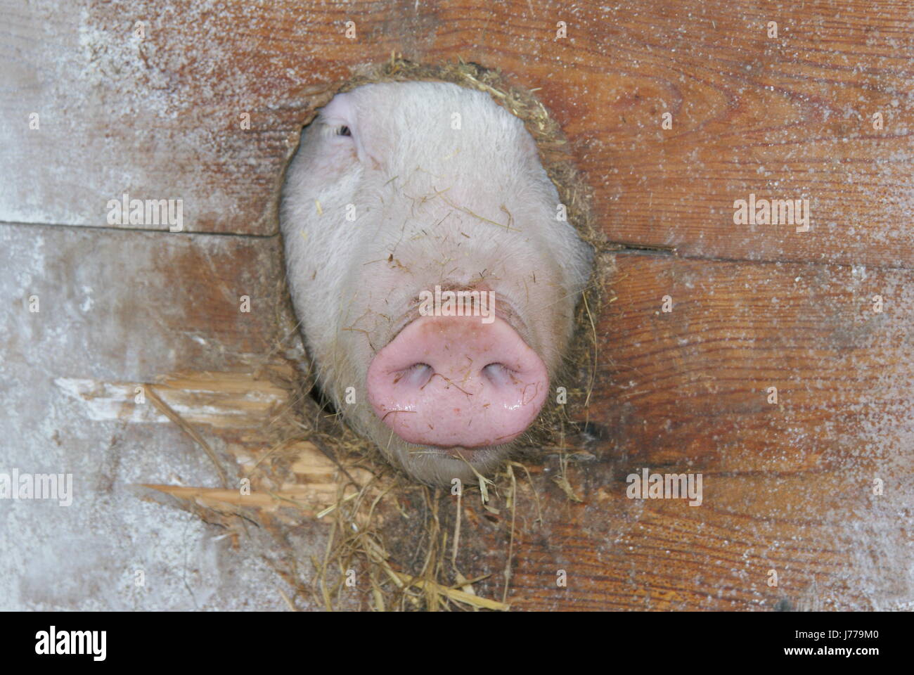 Nose holes hi-res stock photography and images - Alamy