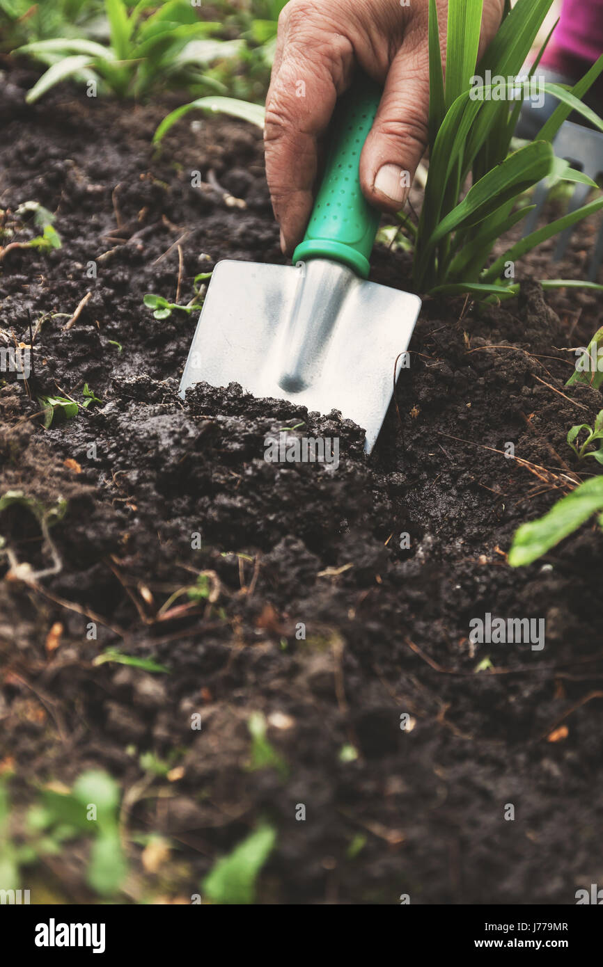 Shovel close up digs plant hi-res stock photography and images - Alamy