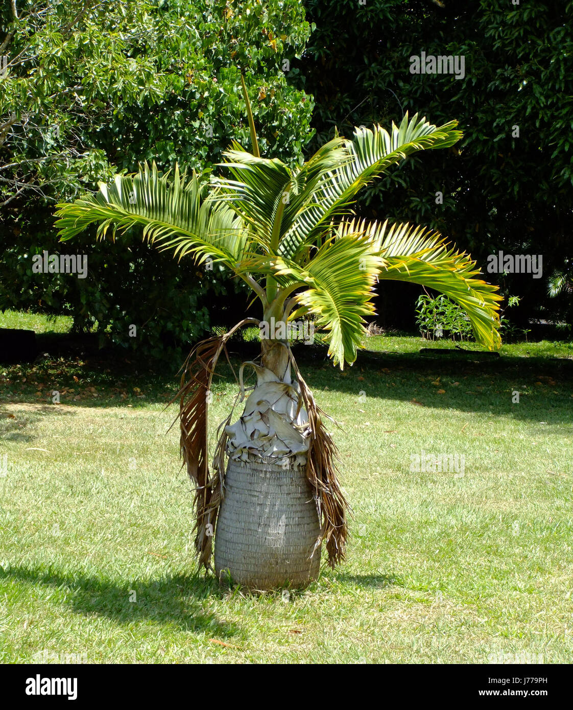 Solitaire palm hi-res stock photography and images - Alamy