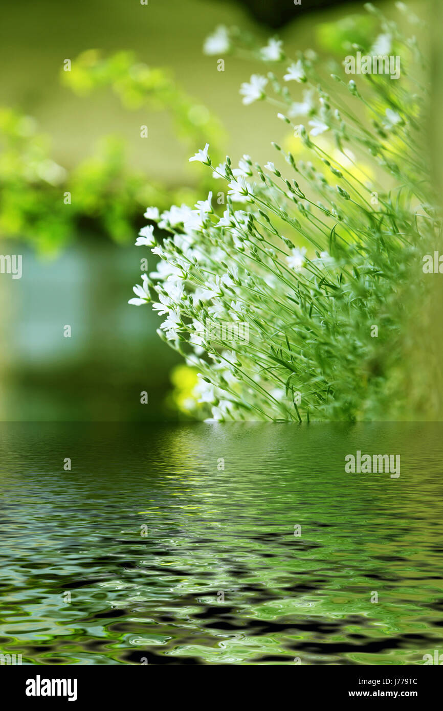 plant reflection waterfall watercourse spring water water shine shines ...